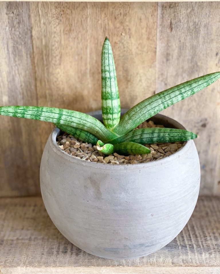 9 Kitchen Plants to Liven Up Your Space - Culley Avenue