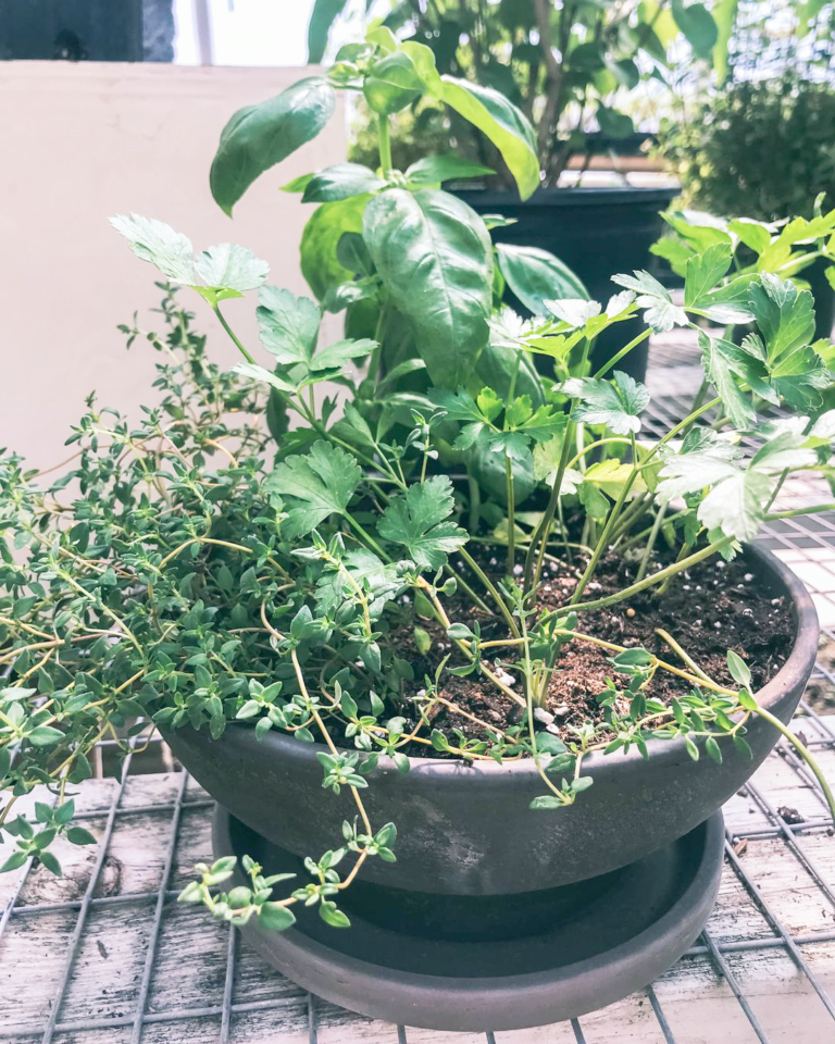 9 Kitchen Plants to Liven Up Your Space - Culley Avenue